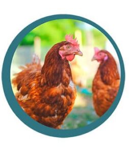 Micotoxinas e efeitos tóxicos em animais | BIŌNTE