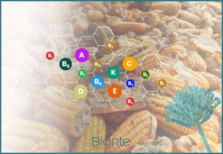 SELECTIVITY: AN ESSENTIAL FEATURE IN THE EFFICACY OF MYCOTOXIN BINDERS ...