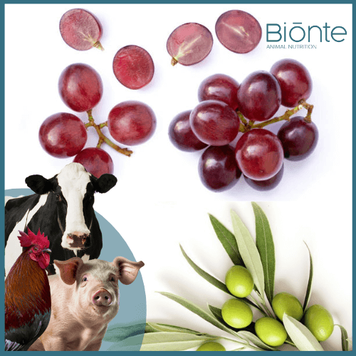 Extracto de uva y oliva en nutrición animal