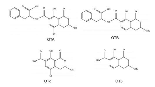 Toxicocinética de las micotoxinas: ADME