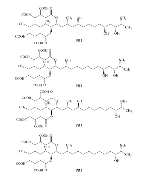 Toxicocinética de las micotoxinas: ADME