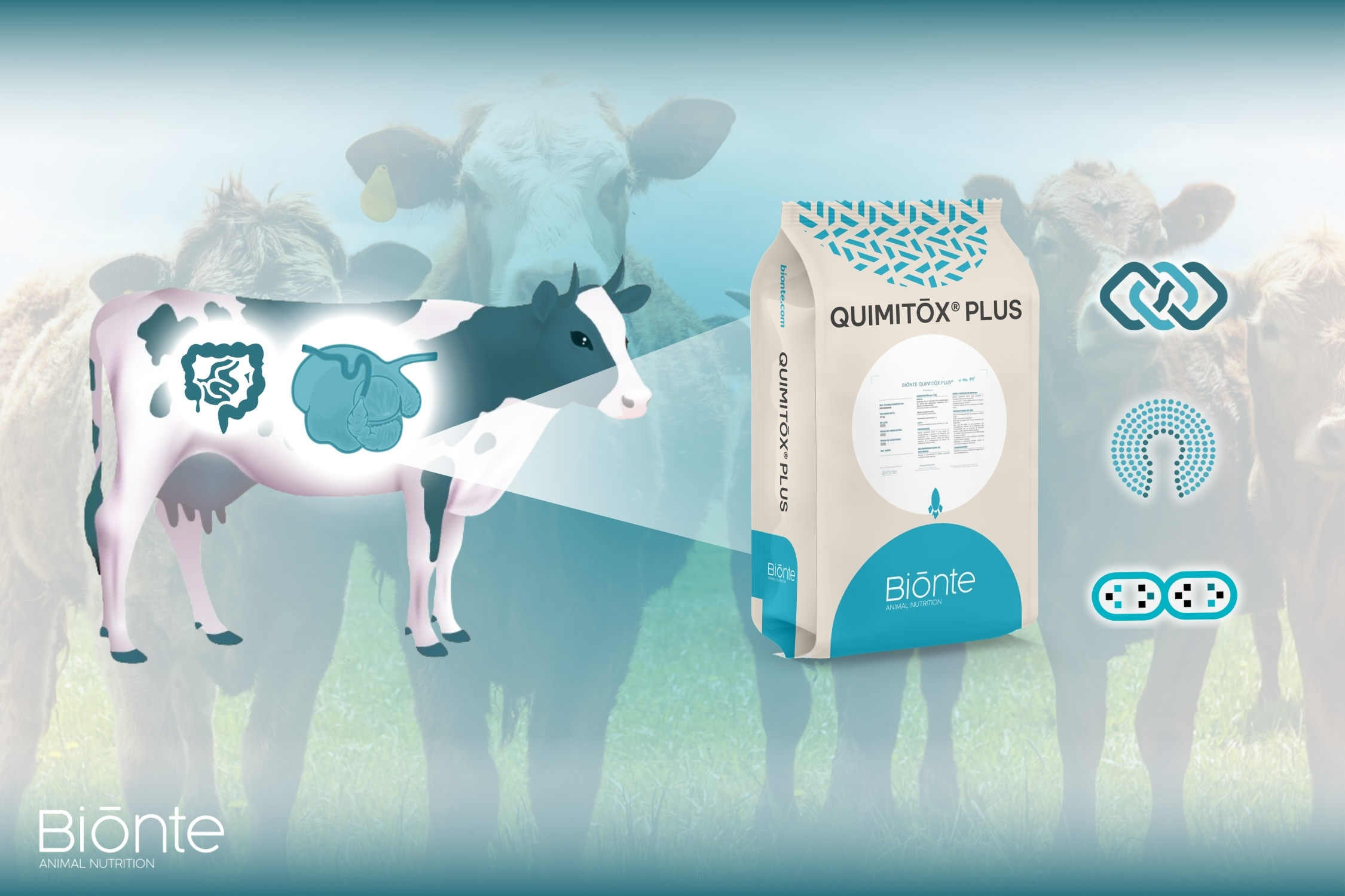 QUIMITŌX® PLUS: Contrôle des mycotoxines chez les vaches laitières