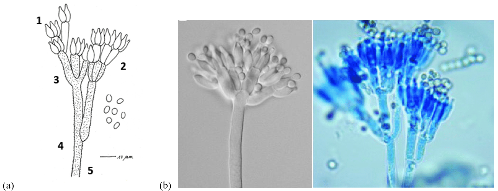 Fungi and mycotoxins: Penicillium spp. - BIŌNTE