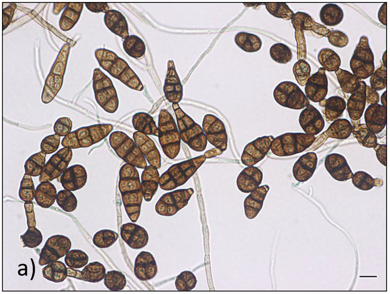 Hongos y micotoxinas: Alternaria - BIŌNTE