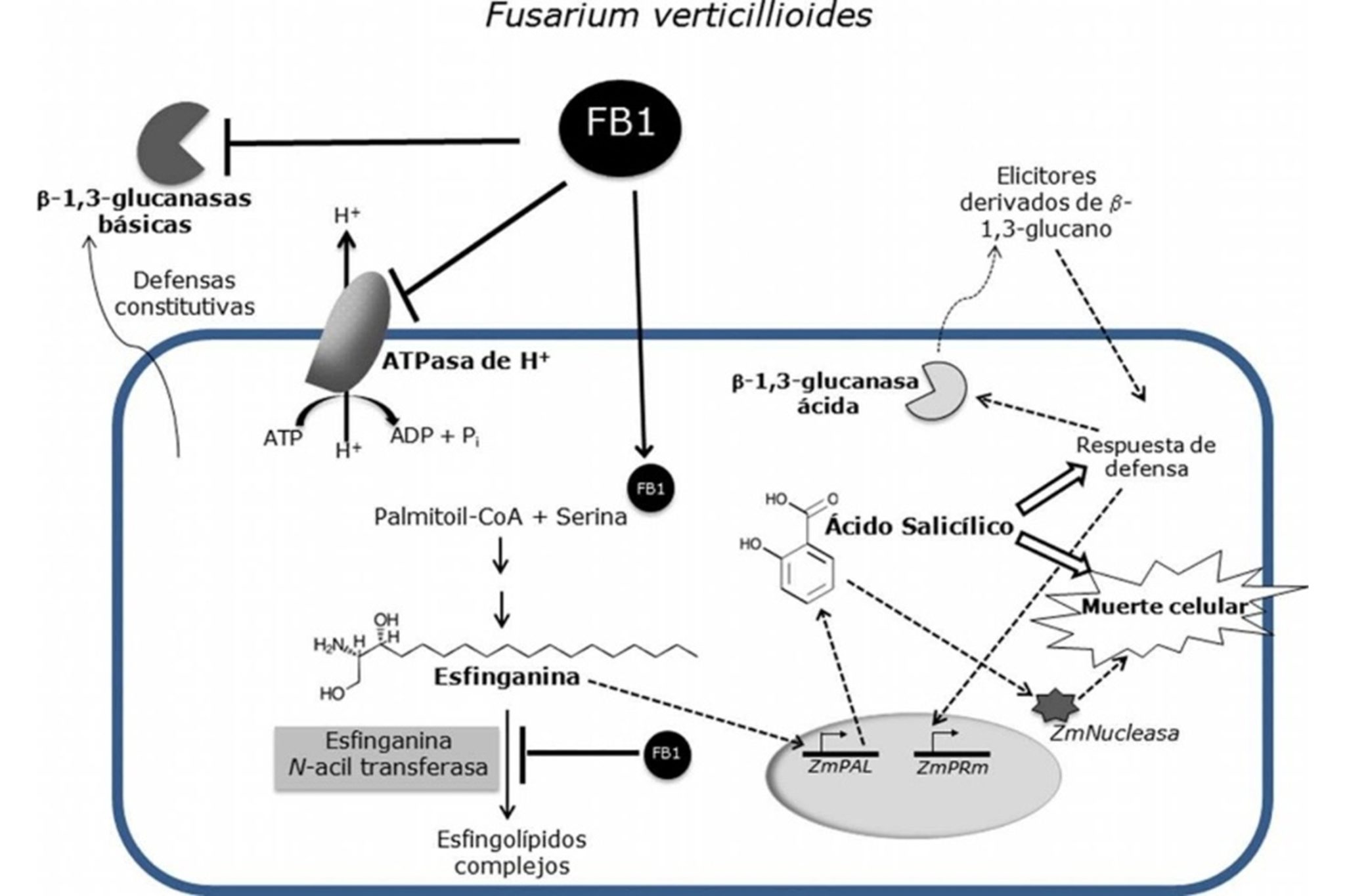 Fusarium y fumonisinas en maíz - BIŌNTE